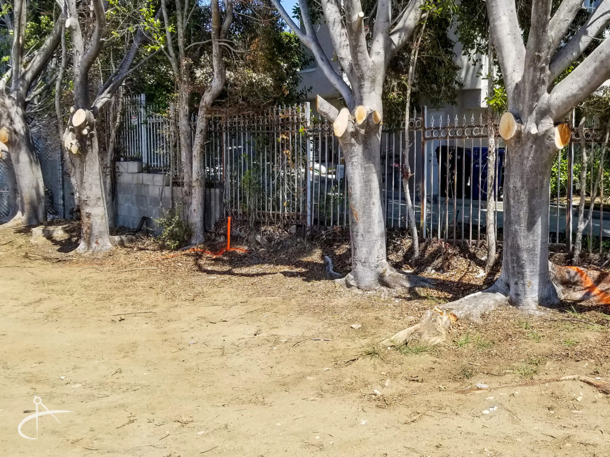 Tree Location Map - Chris Nelson Associates